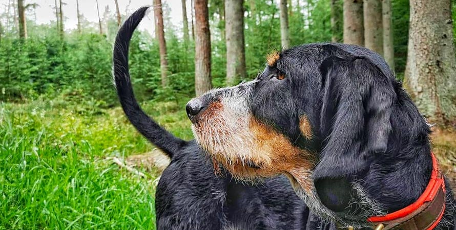 Cani da caccia: razze, caratteristiche e utili consigli per sceglierli