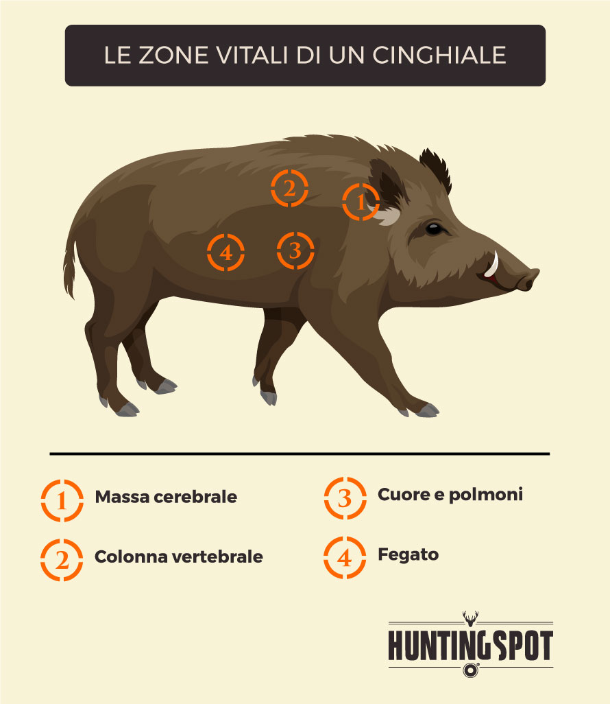 Come e dove colpire il cinghiale a caccia?