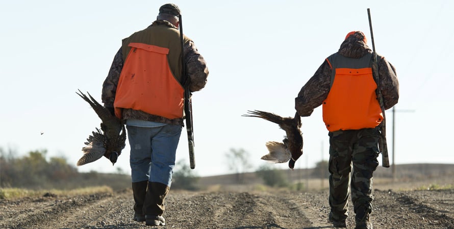 Hunting the pheasant America's most popular upland bird