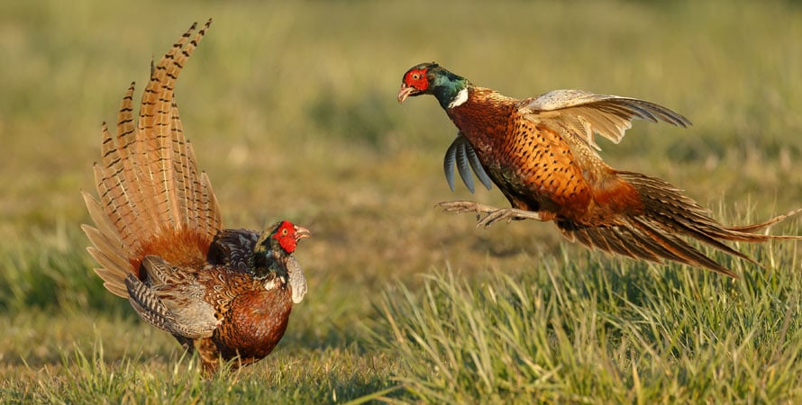 Hunting the pheasant America's most popular upland bird