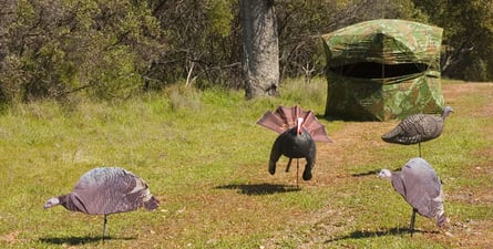 Turkey Hunting Primer: Getting Started