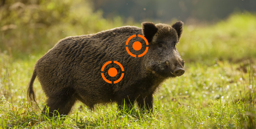 Where to shoot a hog and get a clean and quick kill