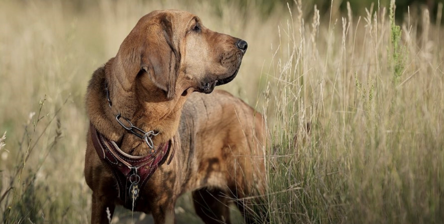 Cani da caccia: razze, caratteristiche e utili consigli per sceglierli