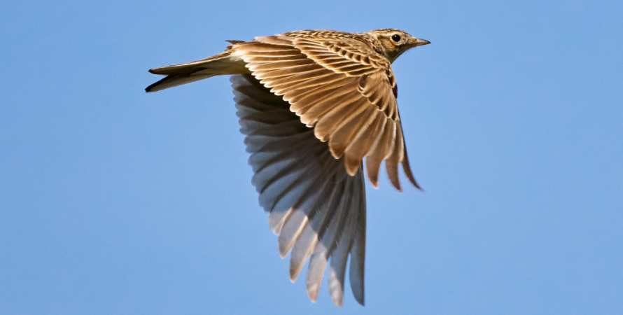 Caccia alle allodole: quando, come e dove