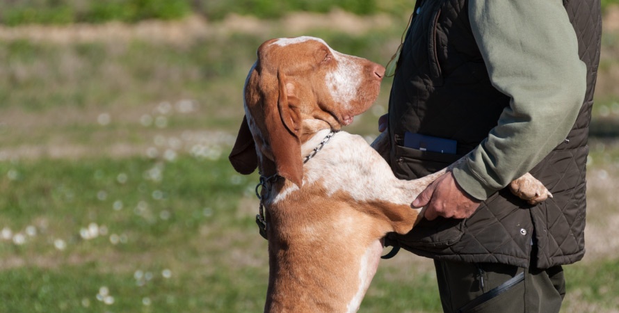 Cani da caccia: razze, caratteristiche e utili consigli per sceglierli