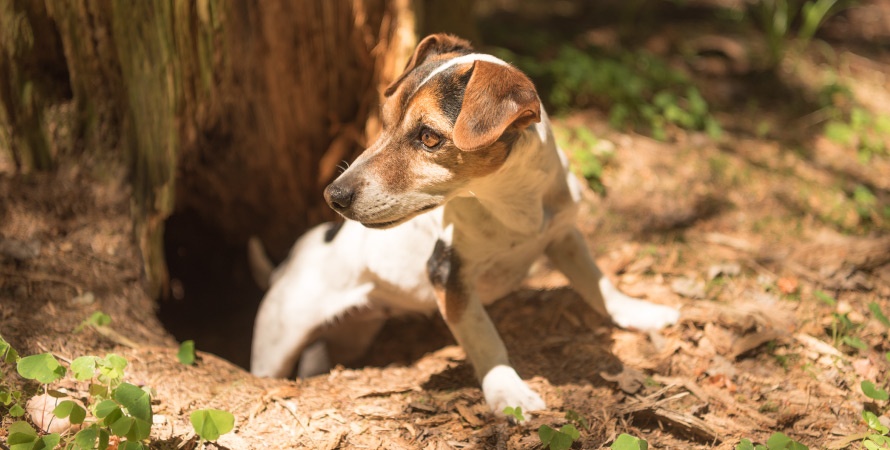 Cani da caccia: razze, caratteristiche e utili consigli per sceglierli