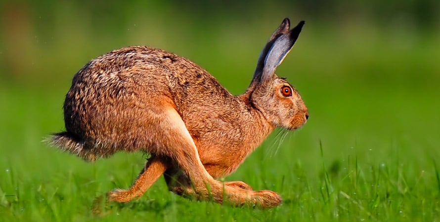 Come cacciare la lepre con i segugi