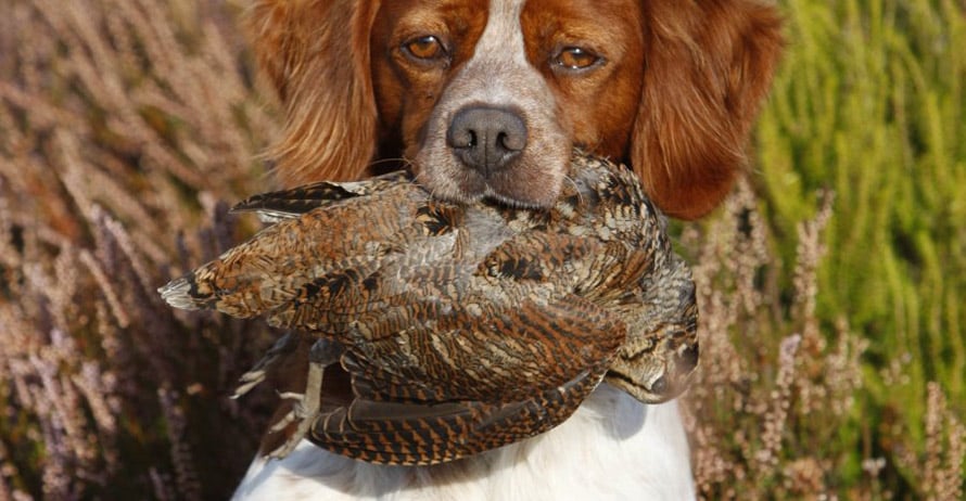 L'ultima beccaccia del 2019