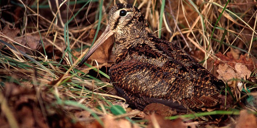 Cacciare la beccaccia con i cani da ferma: cosa bisogna sapere