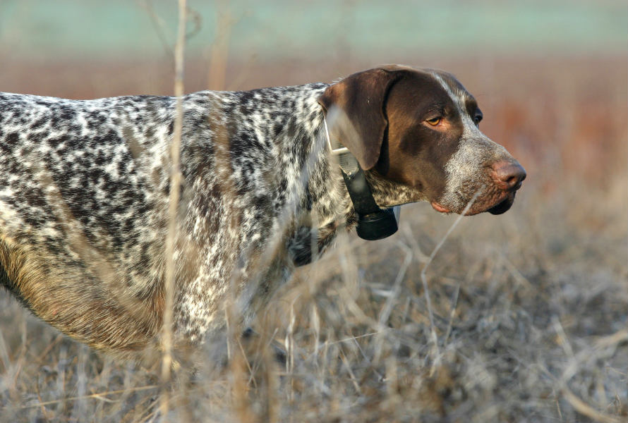 A caccia con il beeper per cani da ferma: ecco cosa c'è da sapere