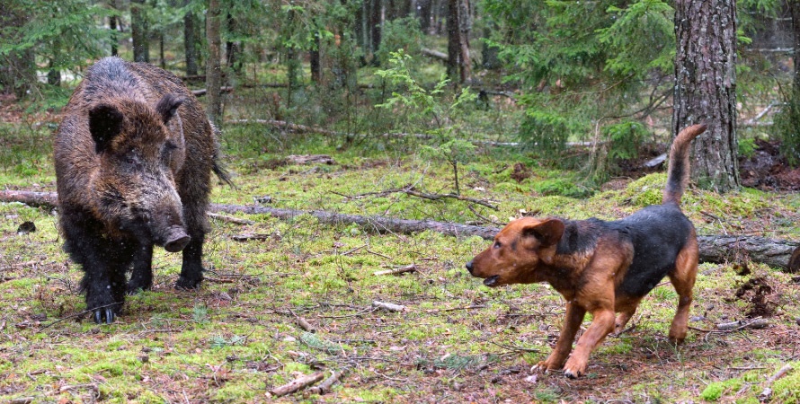 Cani da caccia: razze, caratteristiche e utili consigli per sceglierli