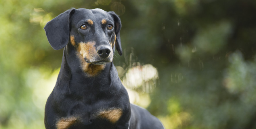 Cani da caccia: razze, caratteristiche e utili consigli per sceglierli