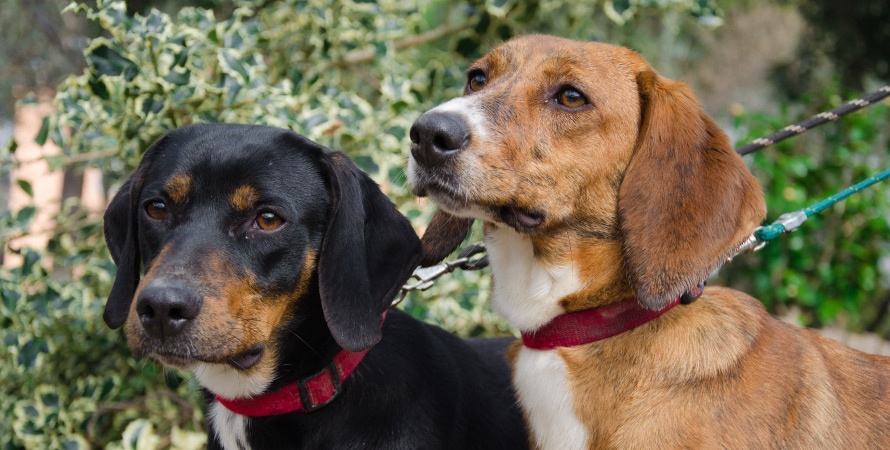 Cani da caccia: razze, caratteristiche e utili consigli per sceglierli